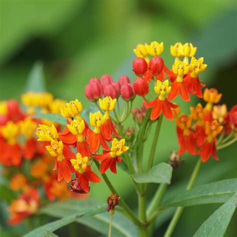Asclepias Gay Butterfly Mix Support The Monarchs Plantcetera