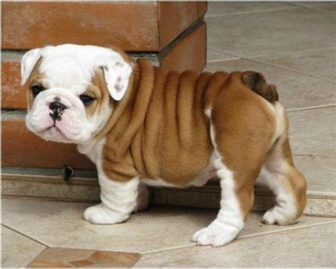Cute English Bulldog Puppies Cute English Bulldogs Hd Wallpaper Pxfuel