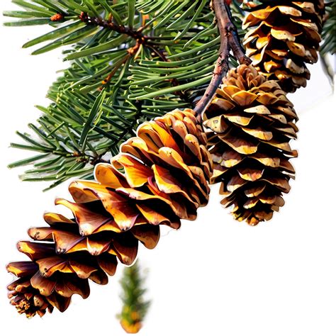 Download Pinecone In Nature Setting Png Ghd