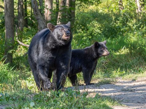 Blackbears North Woods 2024 Trip Report Van Os Photo Safaris