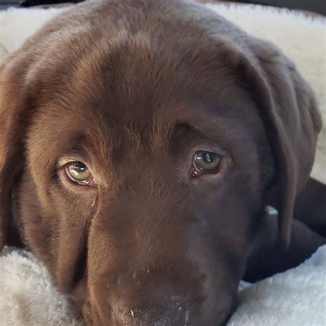 Siddharth Mohan Youtube