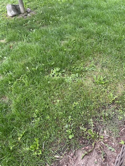 Help My First Home Has This Awful Grass I Was Thinking Of A