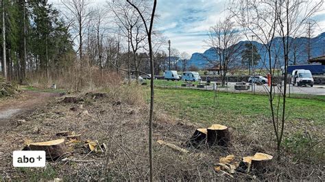 Kriessern Rodet Bäume Im Sex Wäldli Beim Autobahn Rastplatz