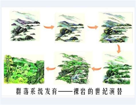 植物群落层次植物群落大山谷图库