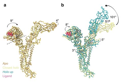 Allosteric Inter Domain And Intra Domain Rotations Are Observed Upon Download Scientific