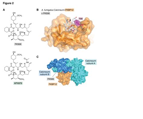The Crystal Structure Of The A Fumigatus Calcineurin Fk506 Fkbp12