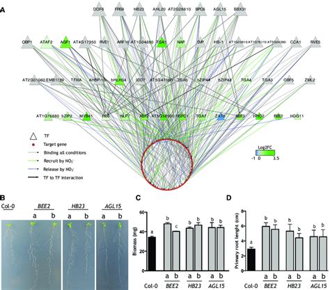 Transcription Factor Network Integrate Transcriptional Regulation And Download Scientific