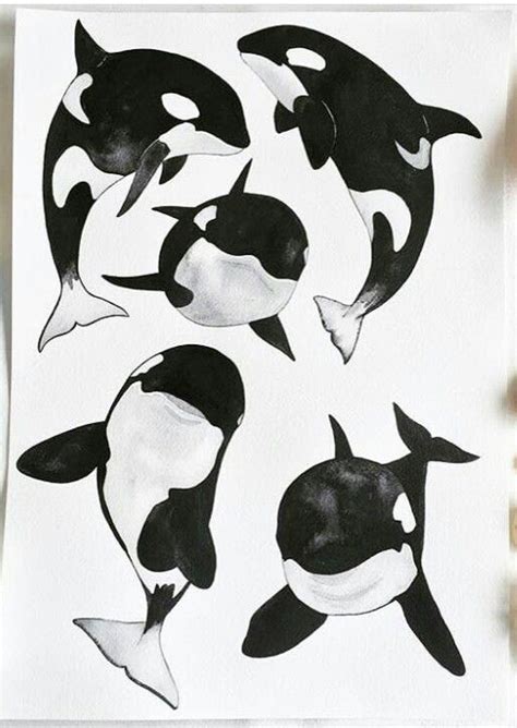 Orca Drawing