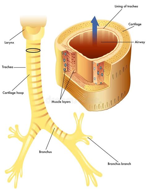Esophagus Trachea Anatomy Stock Illustrations 1 112 Esophagus Trachea
