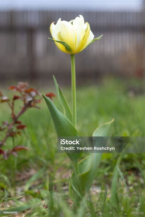 녹색 잎이있는 정원에서 하나의 노란색 튤립의 선택적 초점 흐릿한 배경 따뜻한 화창한 날에 풀밭 사이에서 자라는 꽃 튤립이 있는