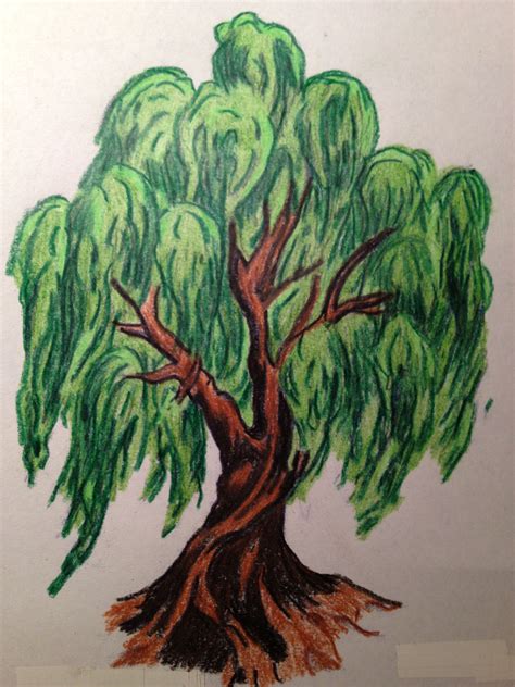 Weeping Willow Tree Drawings Drawing Tips Guide