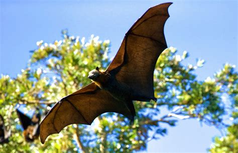 11 High Potassium Fertilizers And When To Use Them