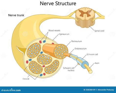 Schwann Cells Wrapping Around Peripheral Nerves In Close Up View Stock