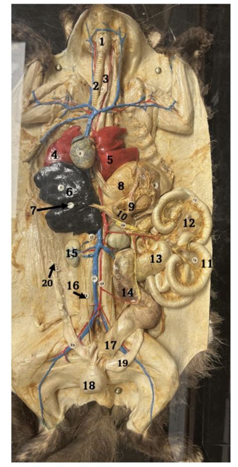 Cat Dissection Diagram Quizlet