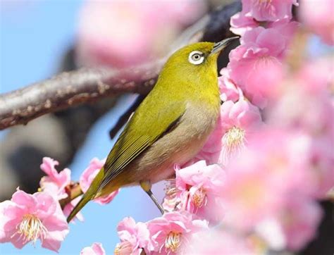 「梅とメジロ」のアイデア 13 件 美しい鳥 梅 鳥 イラスト