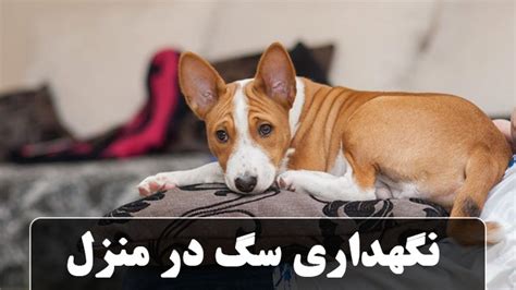 قانون نگهداری سگ در آپارتمان چگونه است و آیا مجاز است؟ مشاوره حقوقی