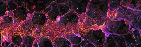 Mouse Cerebral Cortex Section Showing Oligodendrocytes Labeled Using