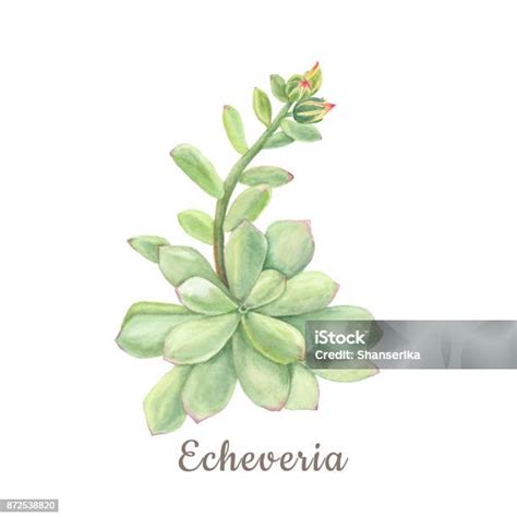 흰색 바탕에 즙이 Echeveria의 식물 수채화 그림 0명에 대한 스톡 벡터 아트 및 기타 이미지 0명 꽃 식물 다육 식물 Istock
