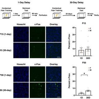Developmental Recruitment Of Prelimbic Cortex Following 1 D And 30 D Download Scientific