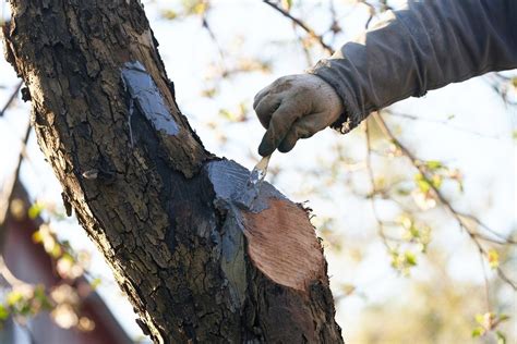 Чем обрабатывать плодовые деревья осенью от вредителей: советы для ...