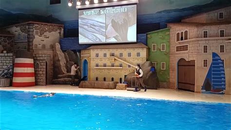 에버랜드 물범공연 Youtube