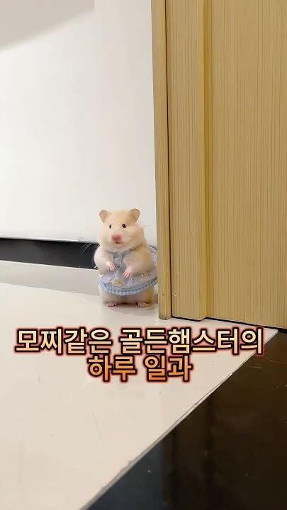 모찌같은 골든햄스터의 하루 일과 Youtube