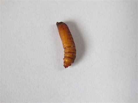 Is This Moth A Diatraea Saccharalis Researchgate