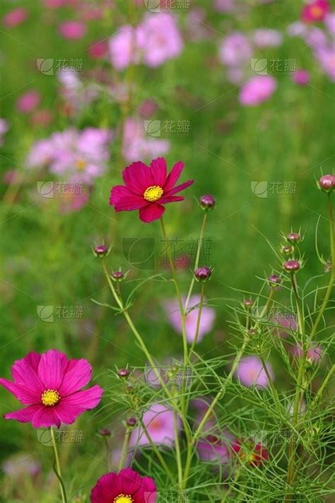 大波斯菊 自然 垂直画幅 绿色 地形 秋天 无人 日本 户外 植物
