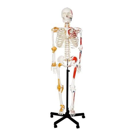 Flexible Muscle Skeleton Model Eduscience Uk Ltd