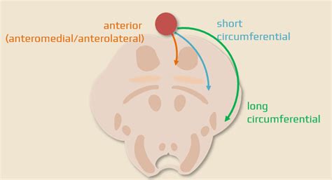 Anatomy Of The Vertebrobasilar Perforators Stroke Manual