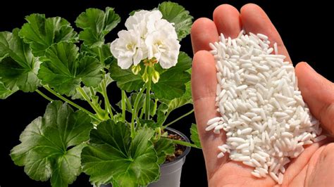 Оживут даже мертвые цветы 1 ложка под любой домашний цветок и пышное цветение обеспечено Youtube