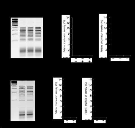 Effect Of Dimethyl Sulfoxide Dmso In Direct Pcr Performed Using The