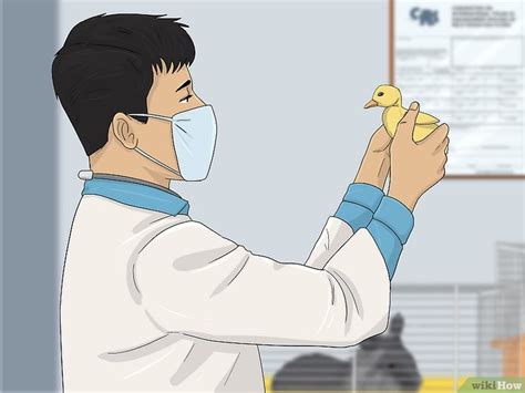 How To Tell The Sex Of A Baby Duck By Quack Plumage Vent