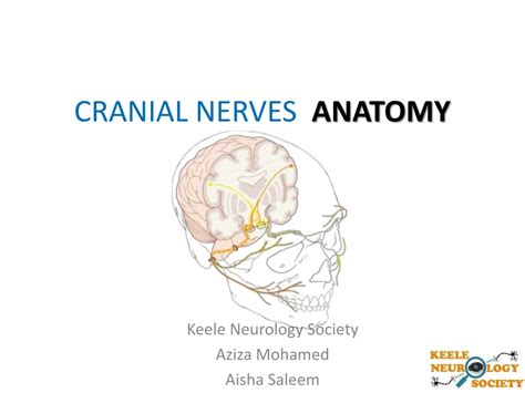 PPT CRANIAL NERVES ANATOMY PowerPoint Presentation Free Download ID 9166489