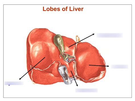 Left Lobe