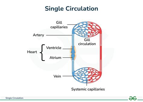 What Is Single Circulation Geeksforgeeks What Is Single Circulation Geeksforgeeks