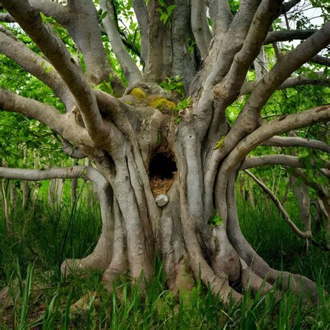 Page 25 Tree Habitat Images Free Download On Freepik Page 25 Tree Habitat Images Free Download On Freepik