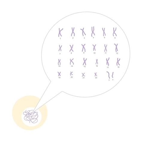 16 Chromosome 22 Humain Stock Vectors And Vector Art Shutterstock