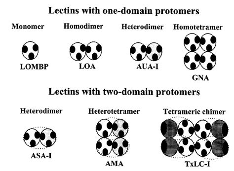 Schematic Representation Of The Molecular Structure Of The Native