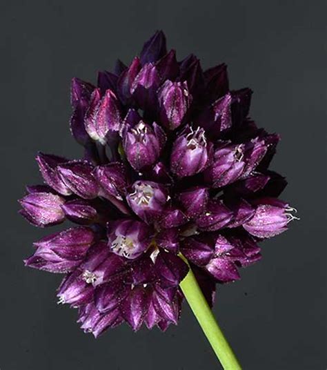 Allium Rotundum This Species Produces Large Clumps Of As Many As 50