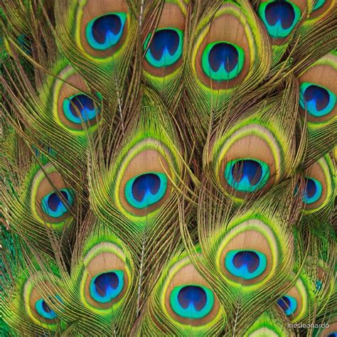 Peacock Pattern By Inesleonardo Redbubble
