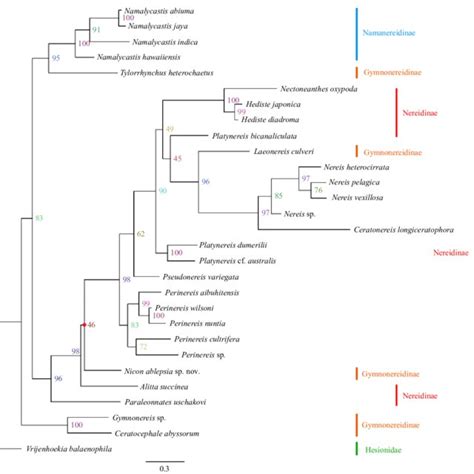 The Maximum Likelihood Phylogenetic Tree Of 29 Species Based On The