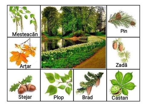 Пин от пользователя Corina Sorocean на доске Padurea Идеи посадки растений Растения Сад