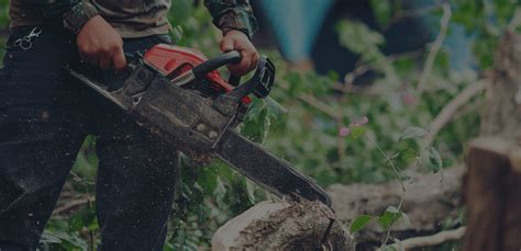 Tree Removal Tree Trimming In Maryland Washington DC