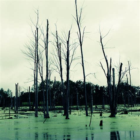 Stream Zen Swamp By Skylar Barrows Listen Online For Free On Soundcloud