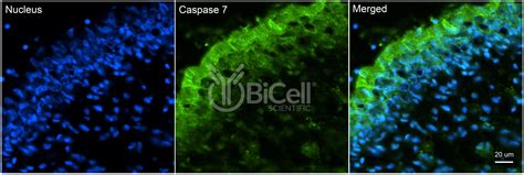 Caspase 7 Casp7 Antibody Bicell Scientific®