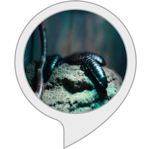 Cockroach Facts Alexa Skills