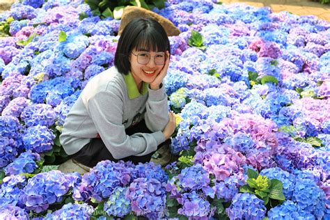 ไฮเดรนเยีย หลากสีสดใส ที่จะทำให้หัวใจคุณเบ่งบาน