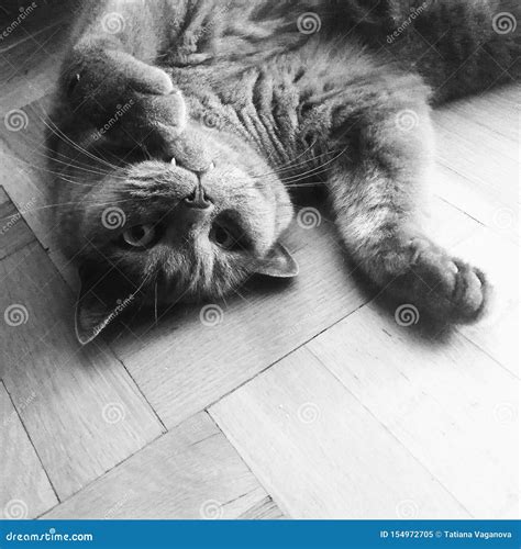 The Cat Lies On Its Back Stock Image Image Of Straight 154972705