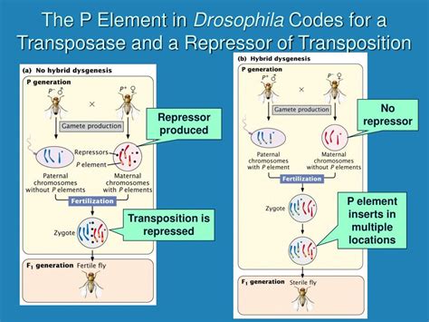 Ppt Transposable Elements Powerpoint Presentation Free Download Id 397518
